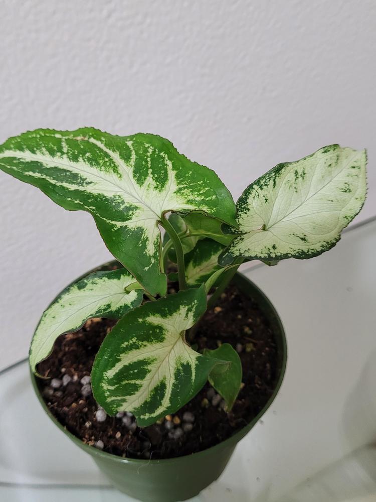 Photo of the entire plant of Arrowhead Vine (Syngonium podophyllum ...