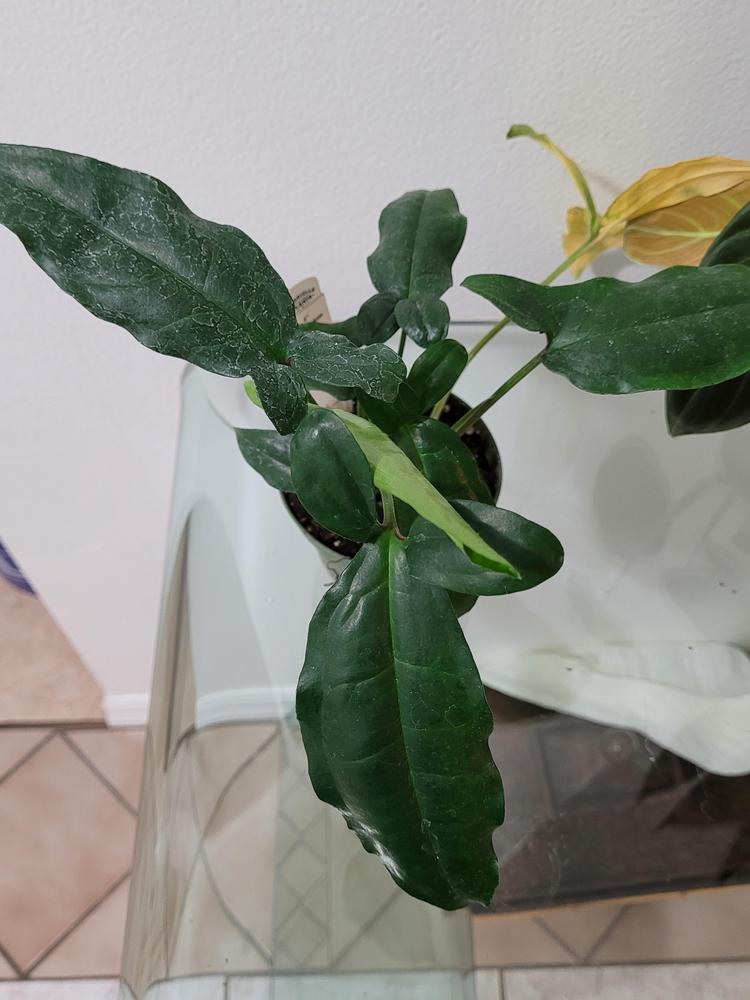 Photo of the entire plant of Five Fingers (Syngonium auritum) posted by ...