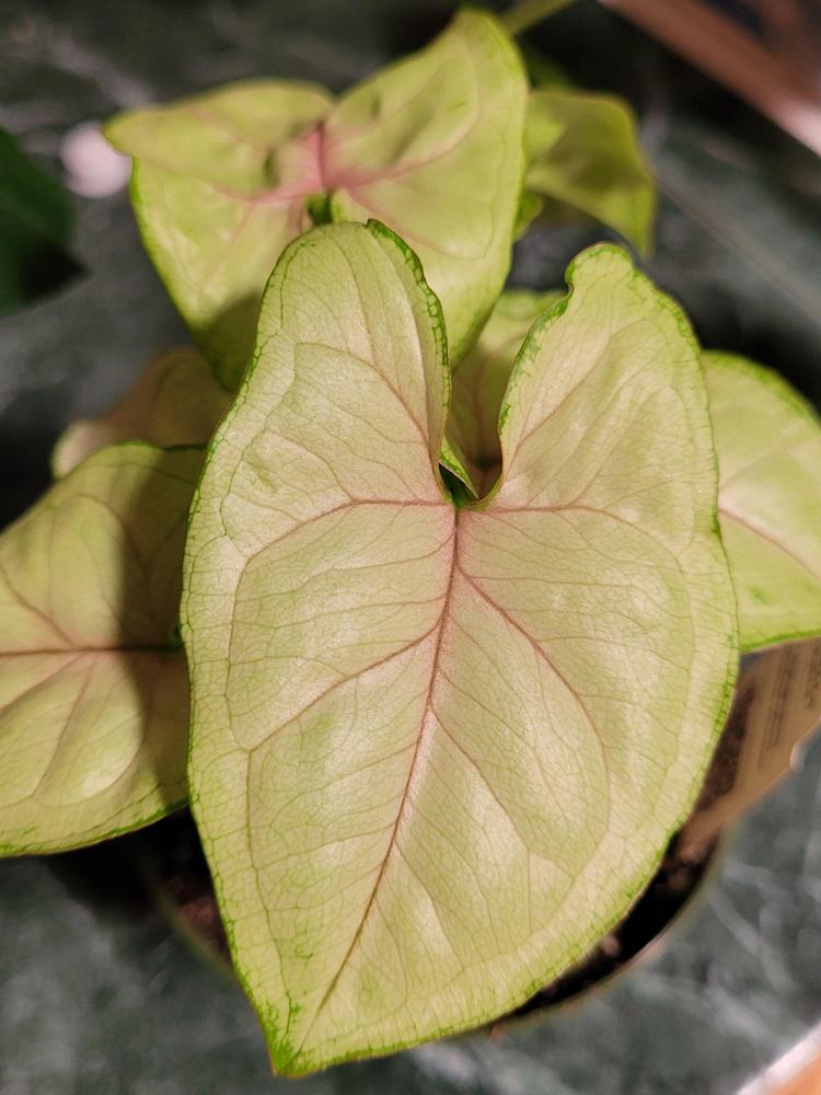 Photo of the entire plant of Nephthytis (Syngonium podophyllum Allusion ...