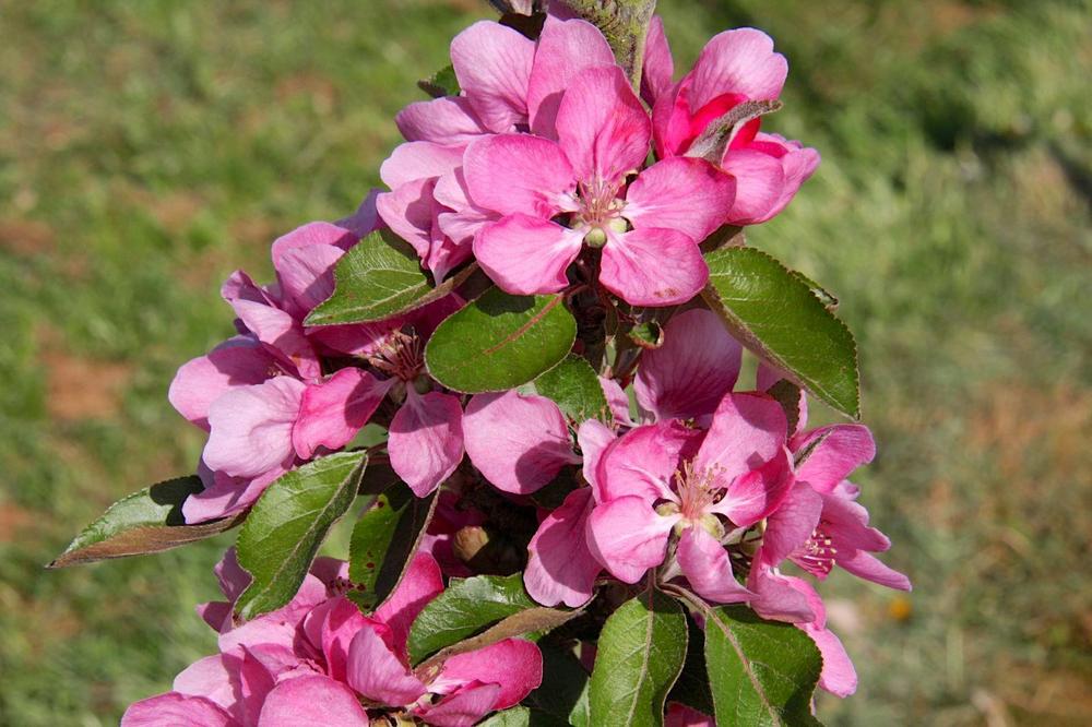 Photo of the bloom of Apple (Malus pumila 'Wisley Crab') posted by ...