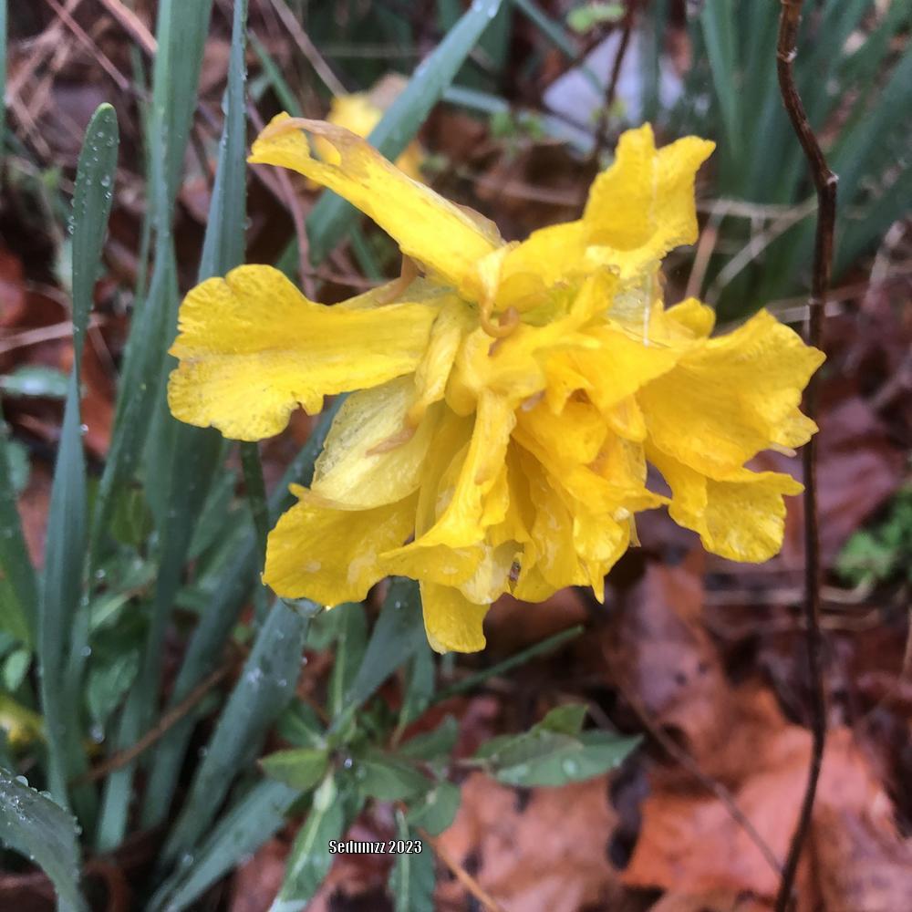 Photo of the bloom of Double Daffodil (Narcissus 'Telamonius Plenus ...