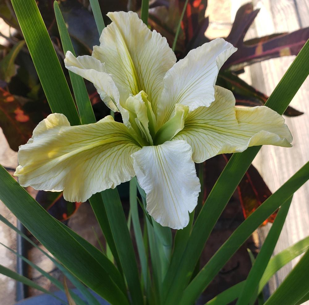 Photo of the bloom of Louisiana Iris (Iris 'Start of Something Big ...