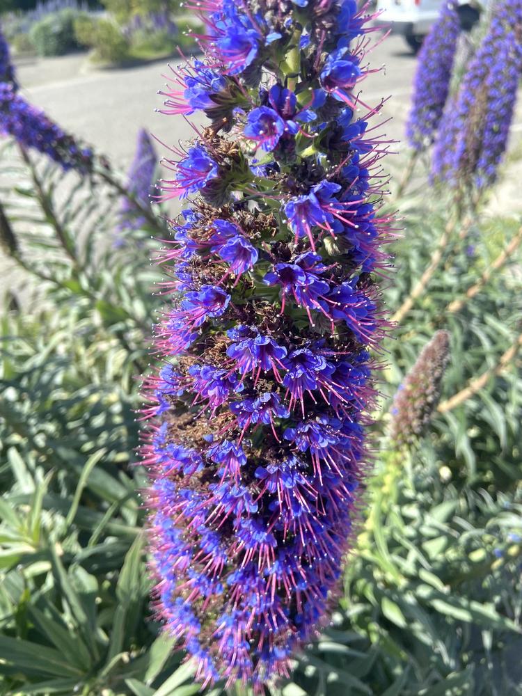 Echium - Garden.org