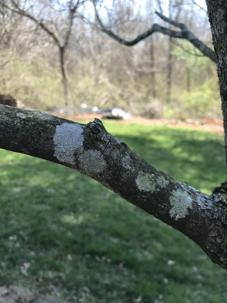 Patches on my dogwood tree? in the Ask a Question forum - Garden.org