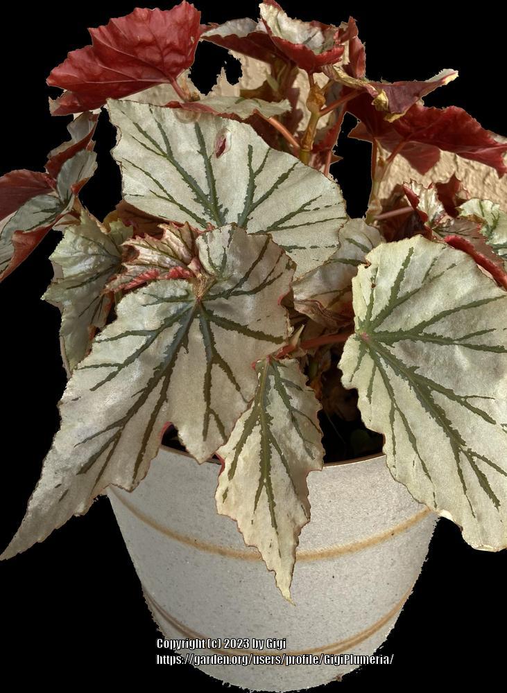 Photo of the entire plant of Cane Begonia (Begonia 'Looking Glass ...
