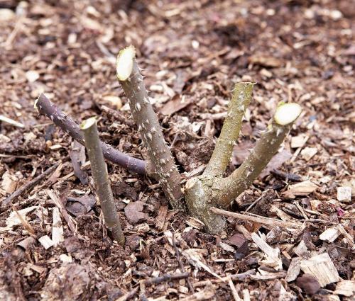 Is this scale disease on my rose bush? in the Roses forum - Garden.org