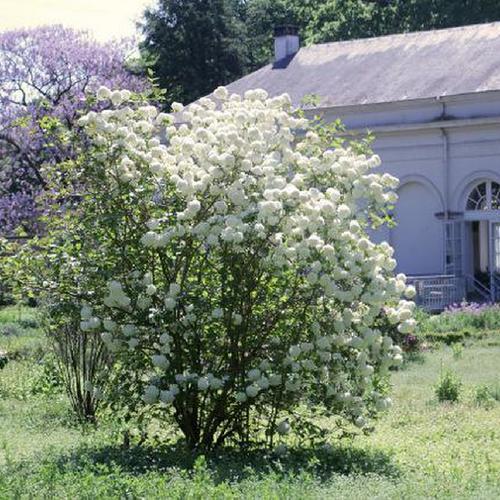Fragrant Snowball (Viburnum macrocephalum) in the Viburnums Database ...