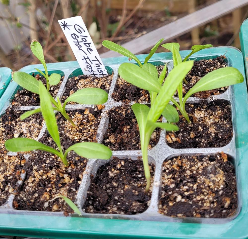 Photo of the seedling or young plant of Globe Thistle (Echinops ...