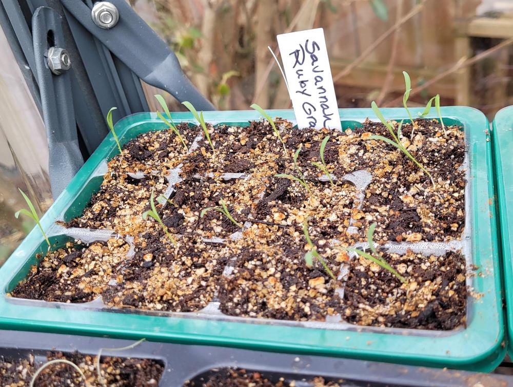 Photo of the seedling or young plant of Ruby Grass (Melinis nerviglumis ...