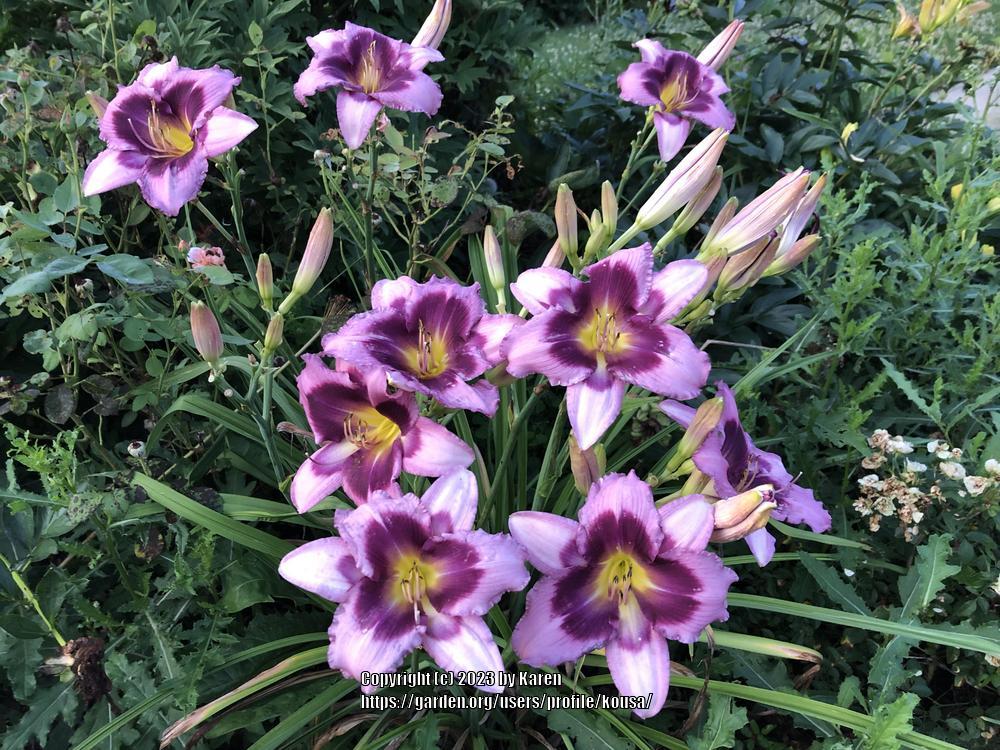 Photo of the entire plant of Daylily (Hemerocallis 'Westbourne Mom ...