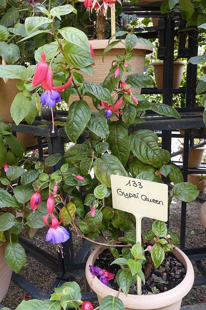 Photo of the entire plant of Fuchsia 'Gypsy Queen' posted by ...