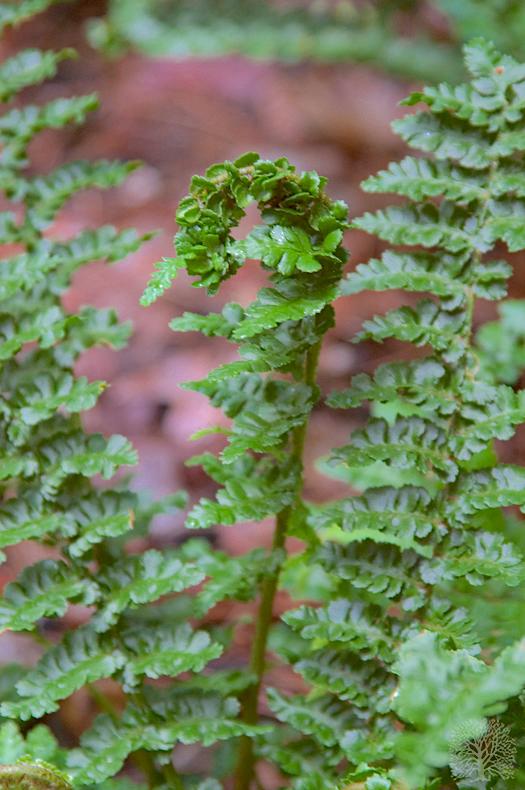 Photo of the stem, scape, stalk or bark of Crinkled Male Fern ...