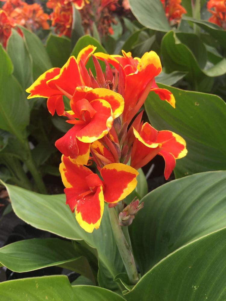 Canna (Canna x generalis Cannova® Red Golden Flame) in the Cannas ...
