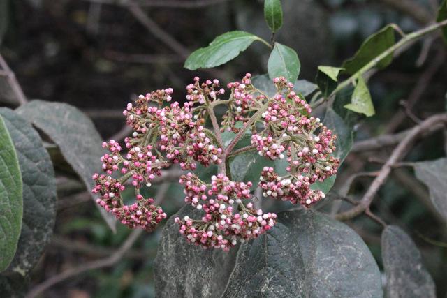 Photo of the bloom of Viburnum rugosum posted by RuuddeBlock - Garden.org