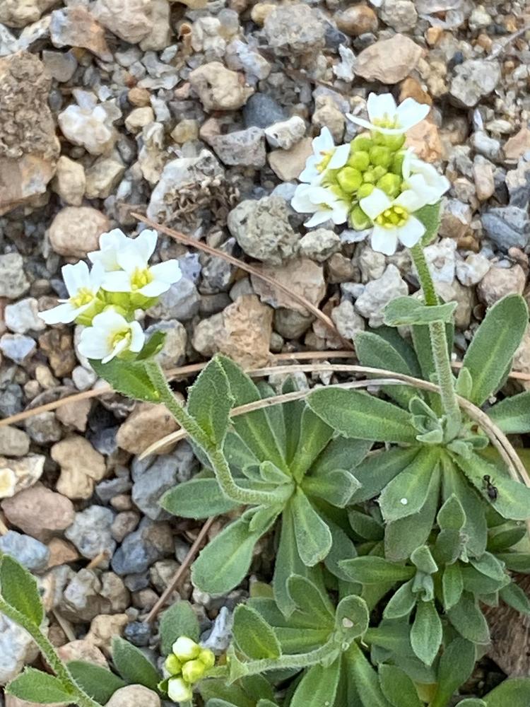 Photo of the bloom of Draba stellata posted by SL_gardener - Garden.org