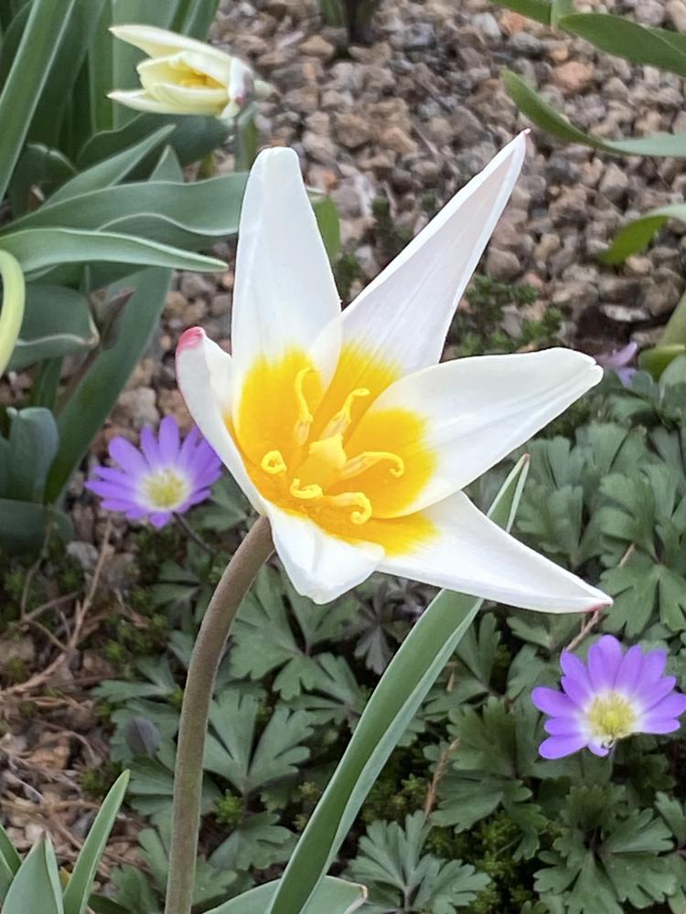 Photo of the bloom of Kaufmanniana Tulip (Tulipa 'Ice Stick') posted by ...