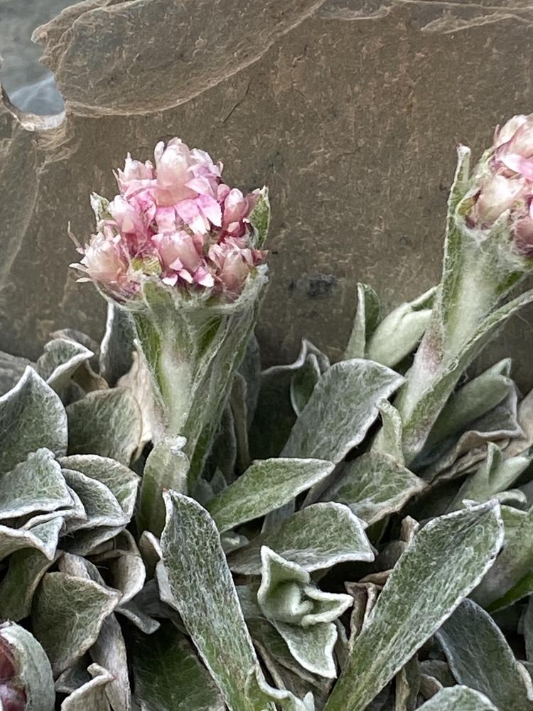 Photo of the bloom of Antennaria carpatica posted by SL_gardener ...