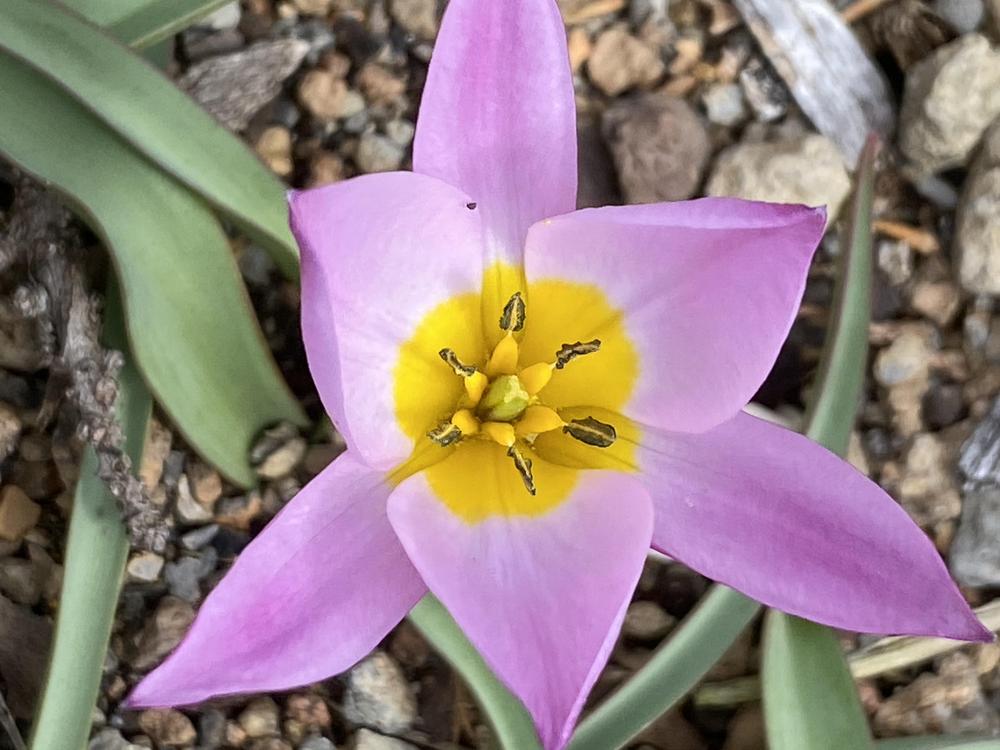 Photo of the bloom of Species Tulip (Tulipa humilis 'Eastern Star ...
