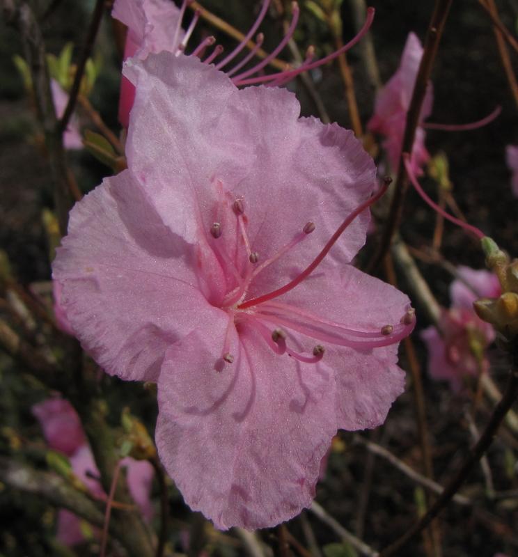 Rhododendron species? in the Plant ID forum - Garden.org