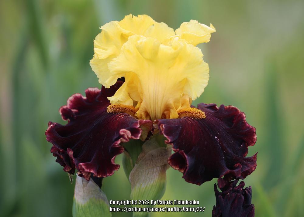 Photo of the bloom of Tall Bearded Iris (Iris 'Argyle Knight') posted ...