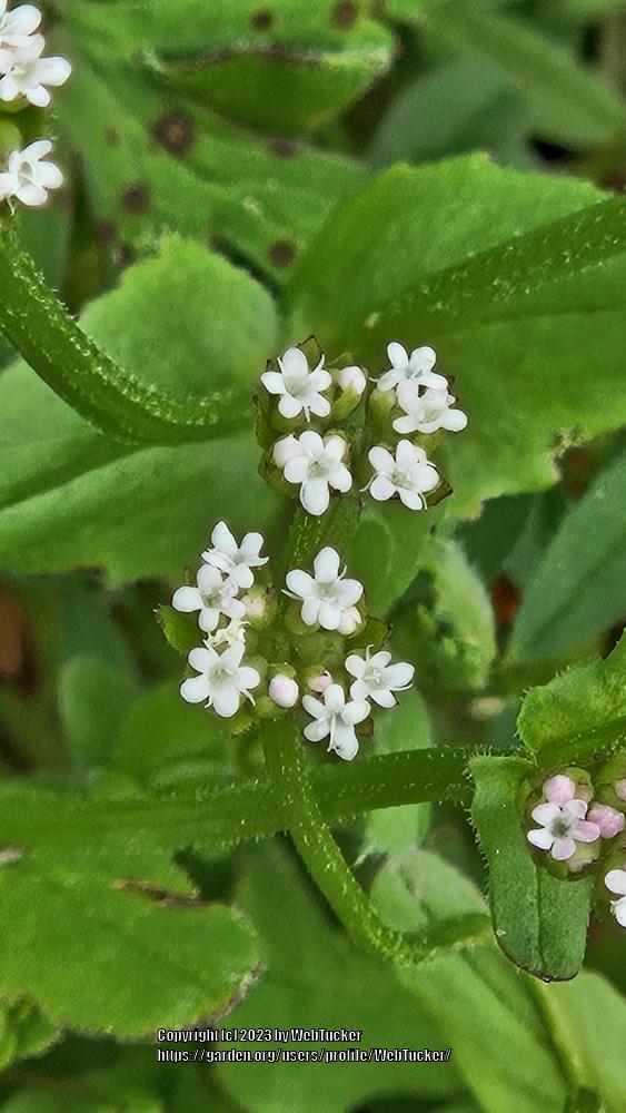 Beaked Corn Salad (Valerianella radiata) - Garden.org