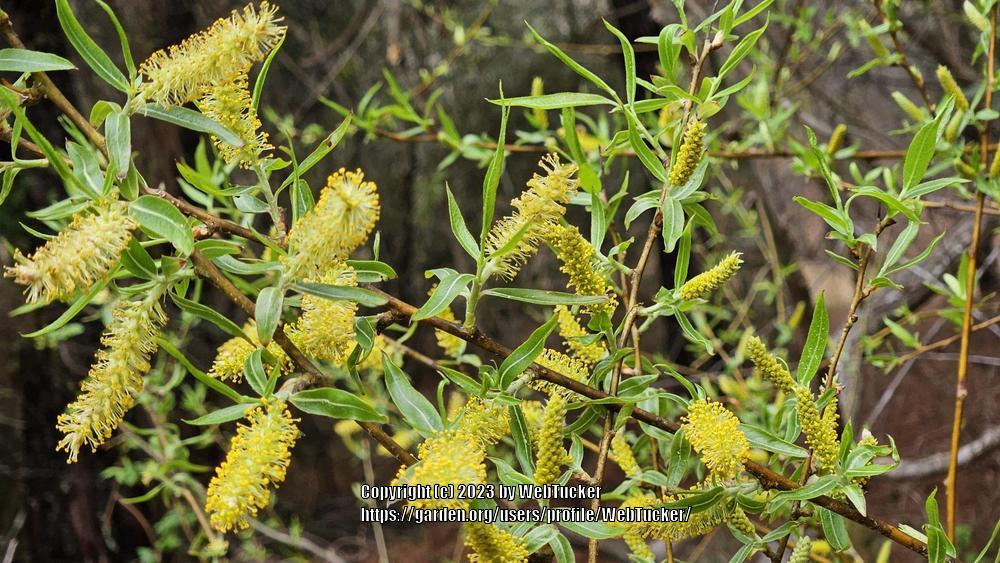 Photo of the bloom of Black Willow (Salix nigra) posted by WebTucker - Garden.org