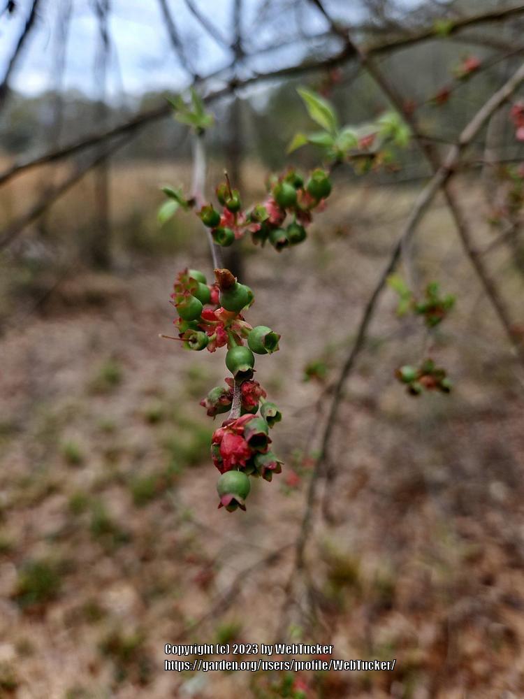 Elliott's Blueberry (Vaccinium elliottii) - Garden.org