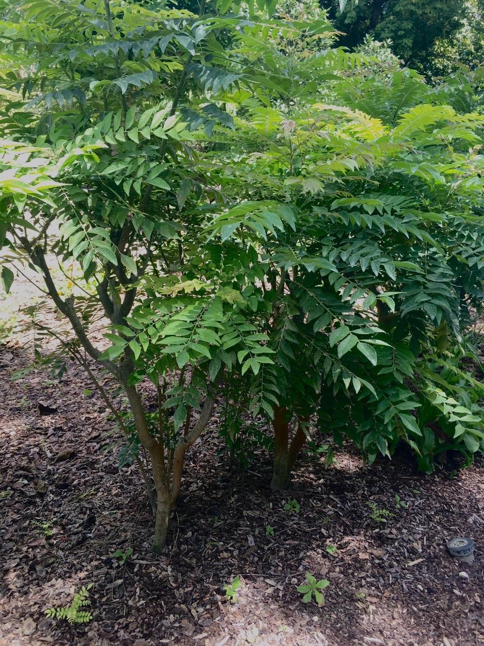 Photo of the entire plant of Curry Leaf Plant (Murraya koenigii 'Gamthi ...