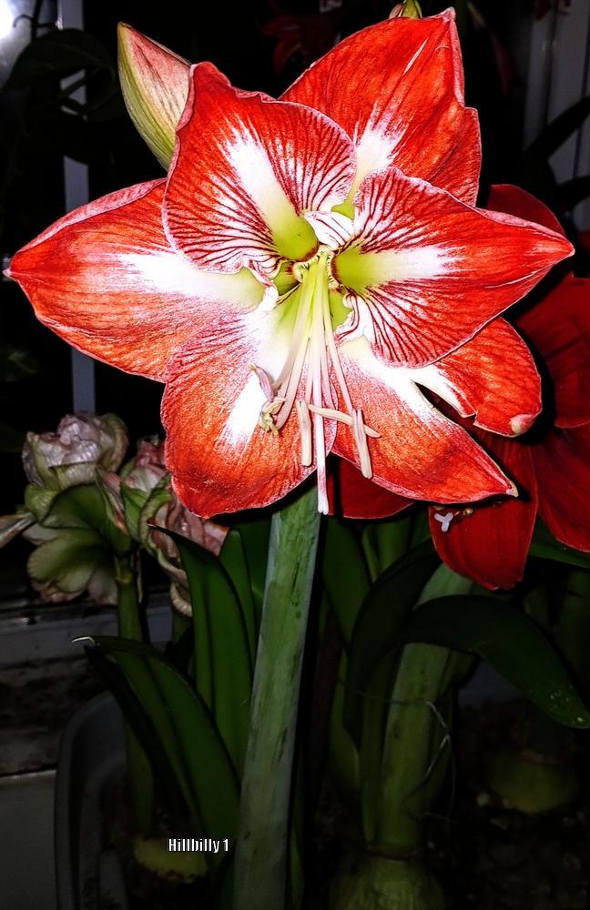 Photo of the bloom of Amaryllis (Hippeastrum 'Minerva') posted by ...
