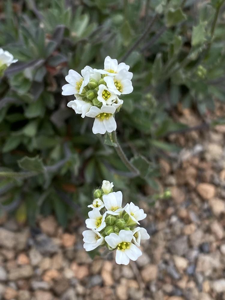 Photo of the bloom of Norwegian Draba (Draba norvegica) posted by SL ...