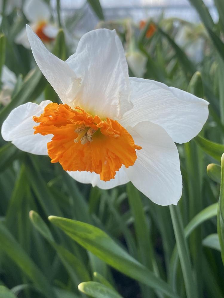 Large Cup Daffodil (Narcissus 'Bella Vista') in the Daffodils Database ...