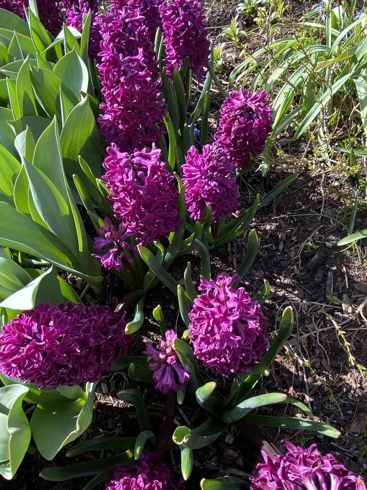 Photo of the bloom of Common Hyacinth (Hyacinthus orientalis 'Woodstock') posted by SL_gardener ...