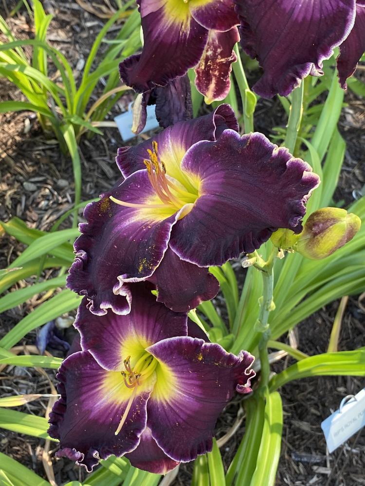 Photo of the bloom of Daylily (Hemerocallis 'Rip's Royal Purple') posted by Legalily - Garden.org