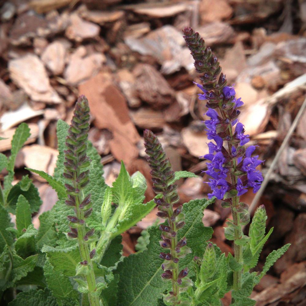 Photo of the closeup of buds, sepals and receptacles of Meadow Sage ...