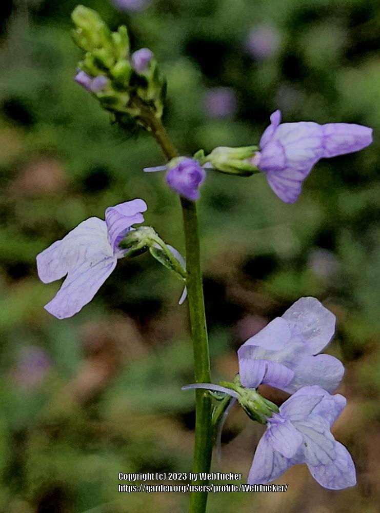 Texas Toad-Flax (Nuttallanthus texanus) - Garden.org