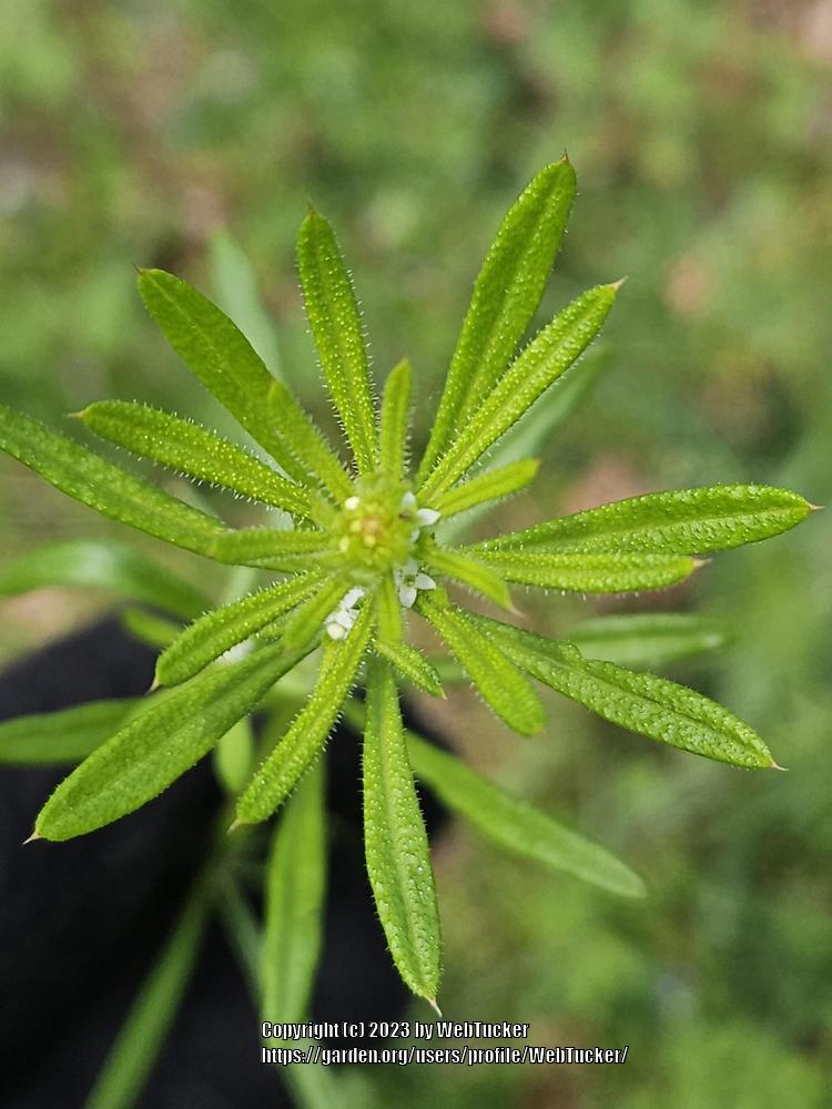 Photo of the leaves of Cleavers (Galium aparine) posted by WebTucker ...