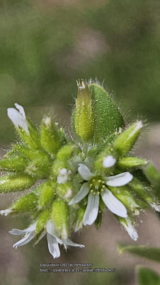 Sticky Chickweed (Cerastium glomeratum) in the Chickweed Database ...