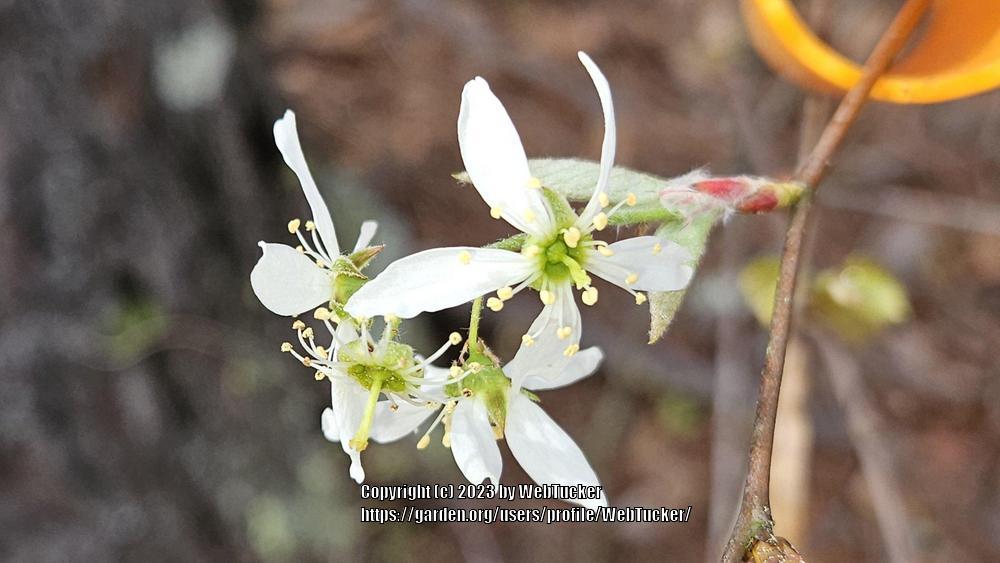 Juneberry (Amelanchier canadensis) - Garden.org