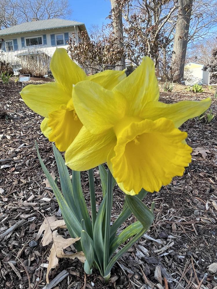 Photo of the bloom of Trumpet daffodil (Narcissus 'Rijnveld's Early ...