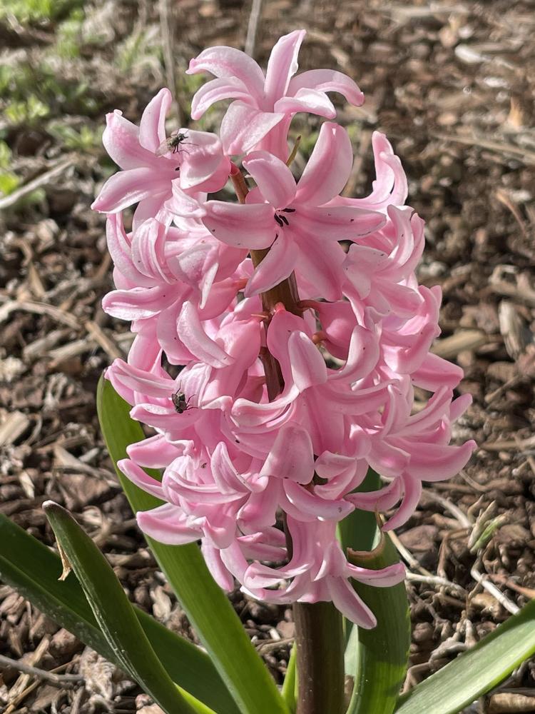 Photo of the bloom of Dutch Hyacinth (Hyacinthus orientalis 'Fondant ...