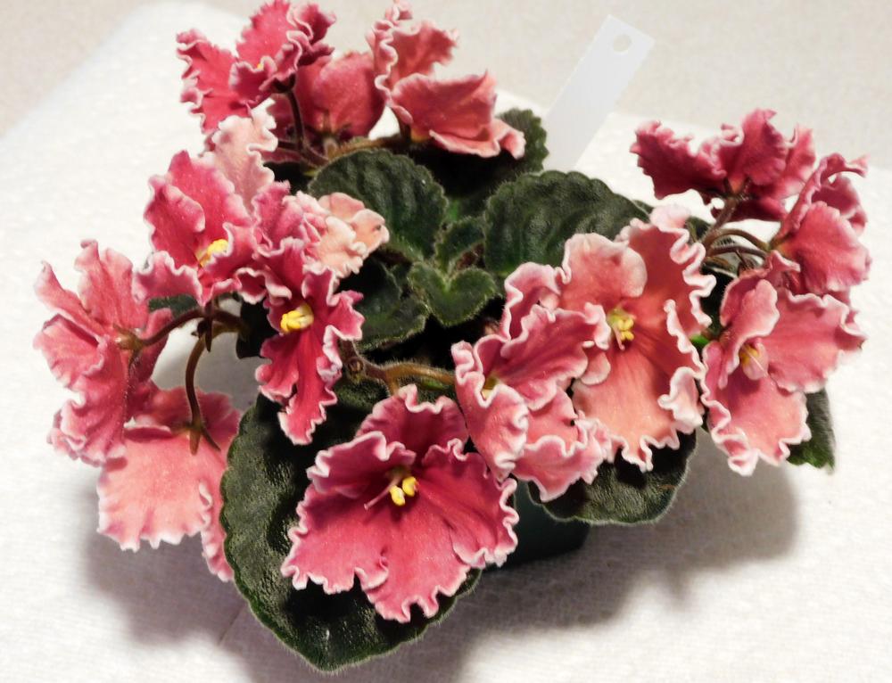 Photo of the entire plant of African Violet (Streptocarpus 'Rockin ...