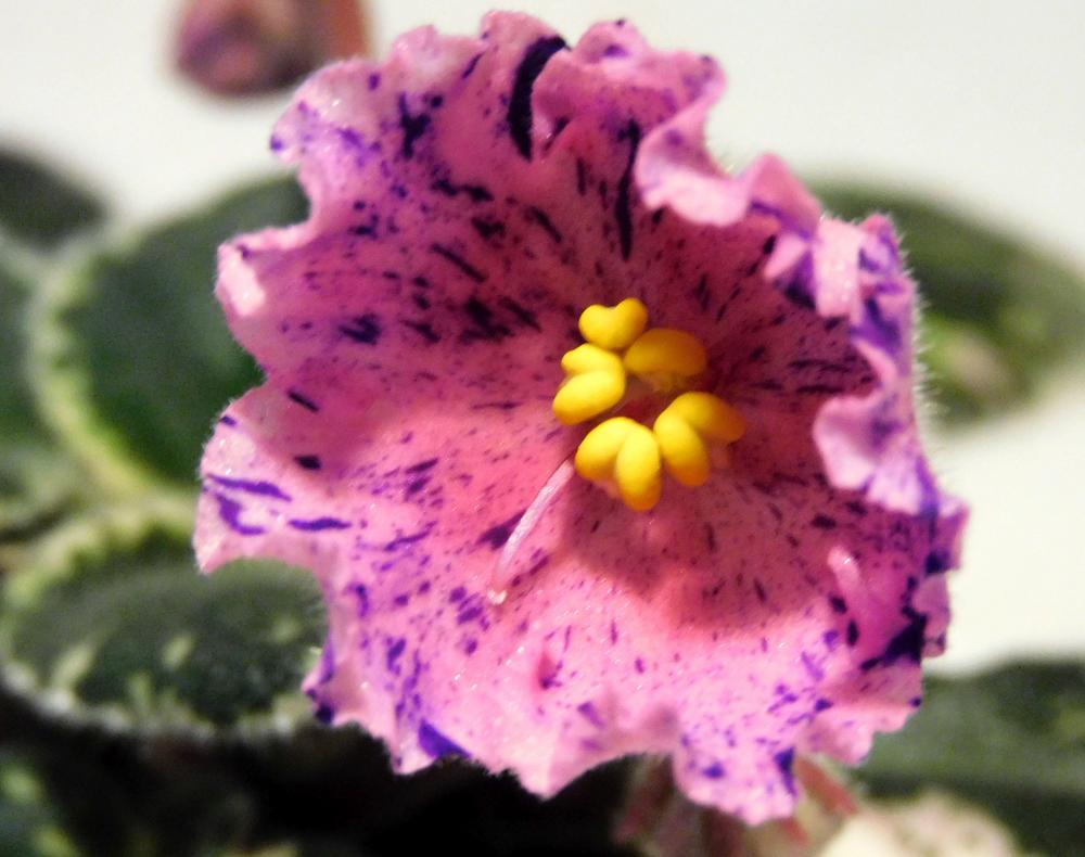 Photo of the bloom of African Violet (Streptocarpus 'Buckeye Clownin ...