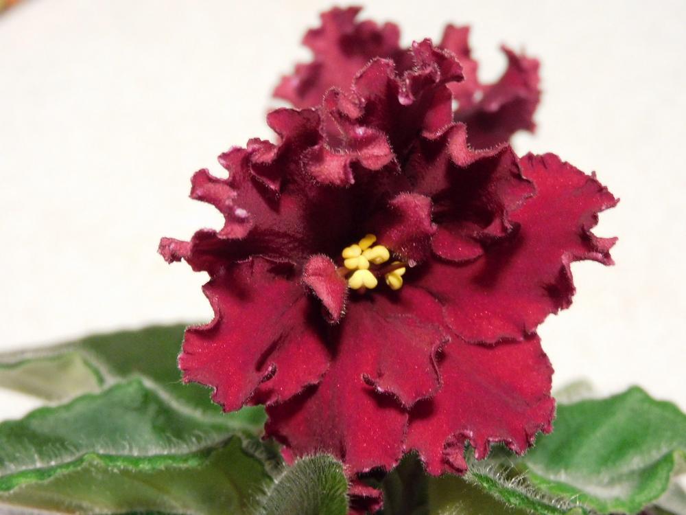 Photo of the bloom of African Violet (Streptocarpus 'Nortex’s Hallmark ...