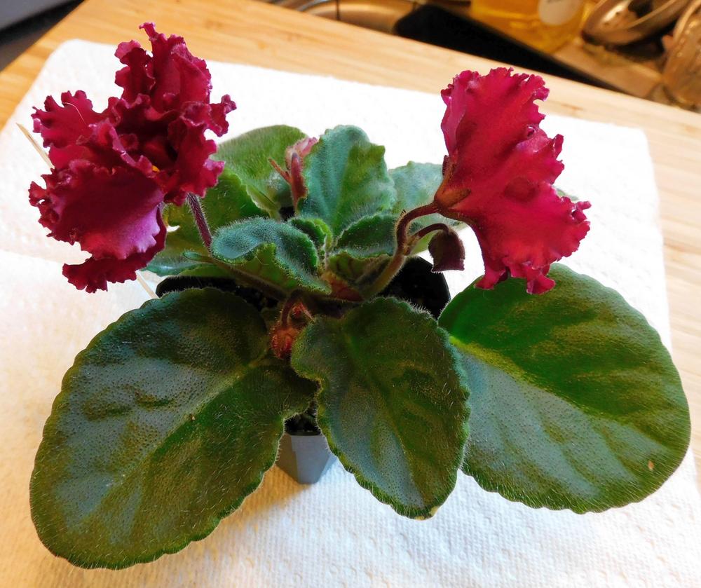 Photo of the entire plant of African Violet (Streptocarpus 'Nortex’s ...
