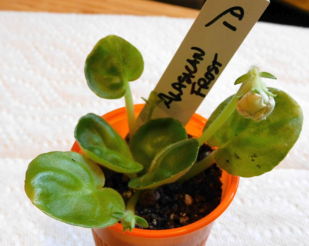 Photo of the closeup of buds, sepals and receptacles of African Violet ...