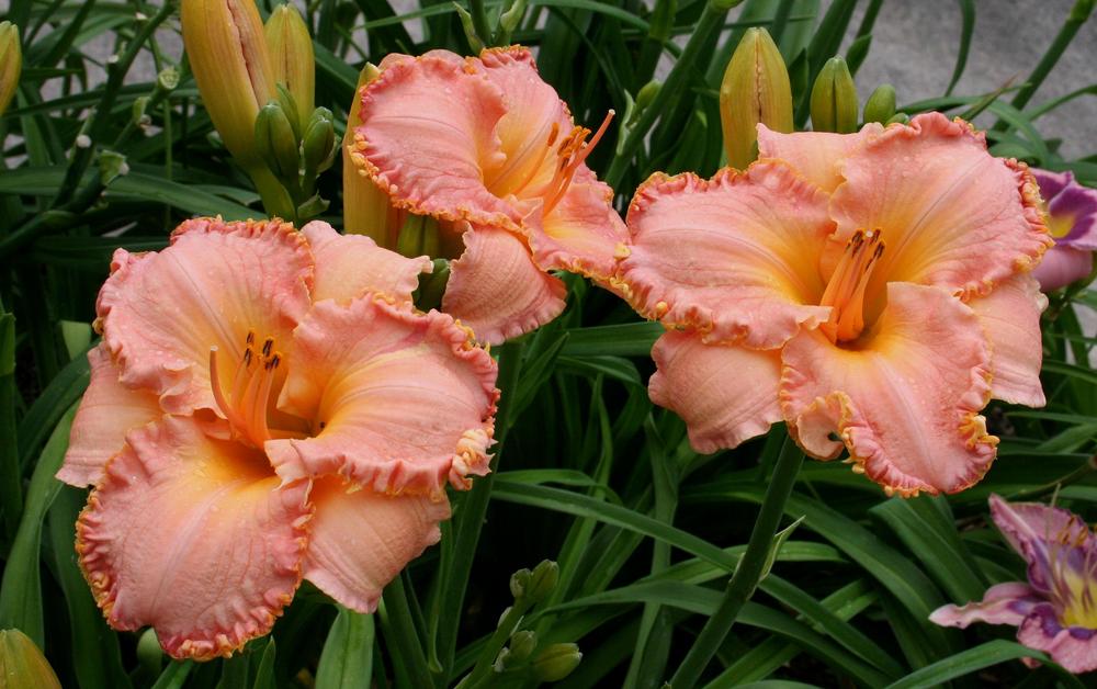 Photo of the bloom of Daylily (Hemerocallis 'Southern Coral') posted by floota - Garden.org