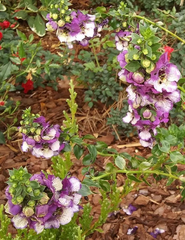 Photo of the bloom of Summer Snapdragon (Angelonia angustifolia ...