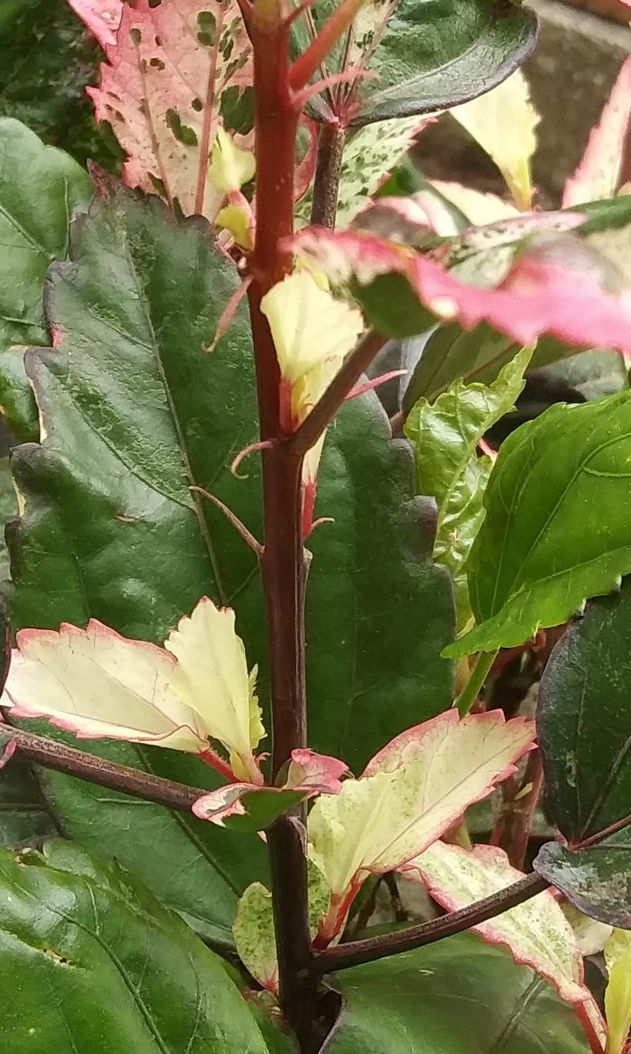 Photo of the stem, scape, stalk or bark of Tropical Hibiscus (Hibiscus ...