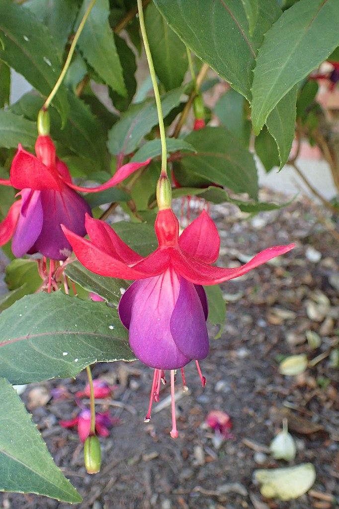 Fuchsia 'Heron' in the Fuchsias Database - Garden.org