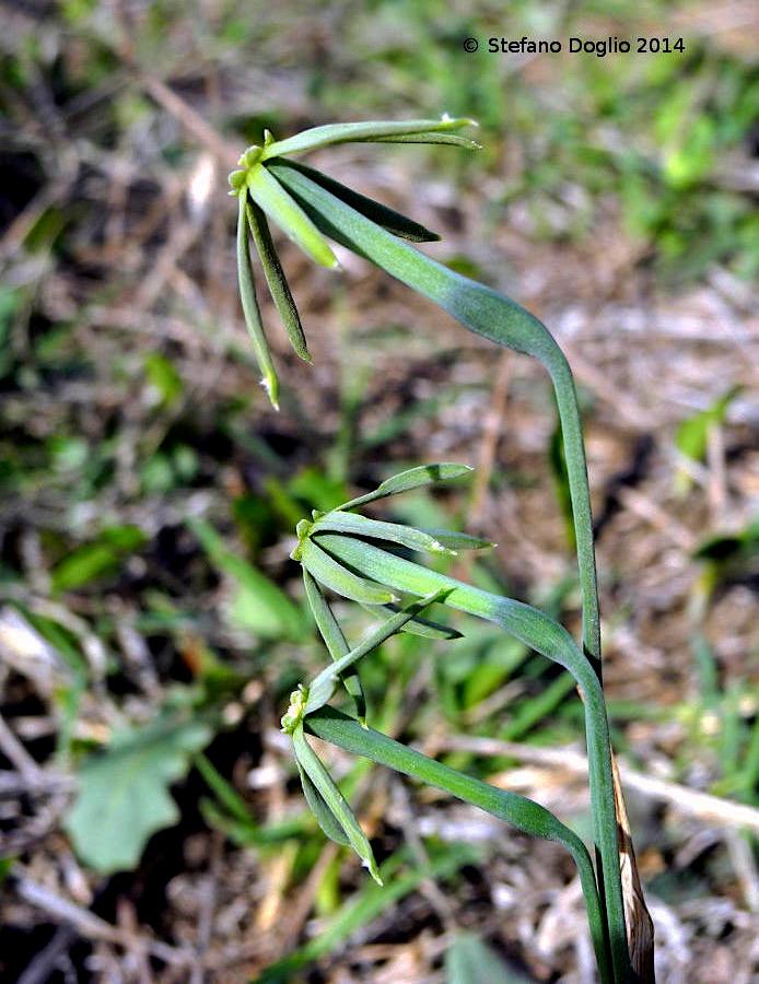 Photo of the bloom of Species Daffodil (Narcissus viridiflorus) posted ...